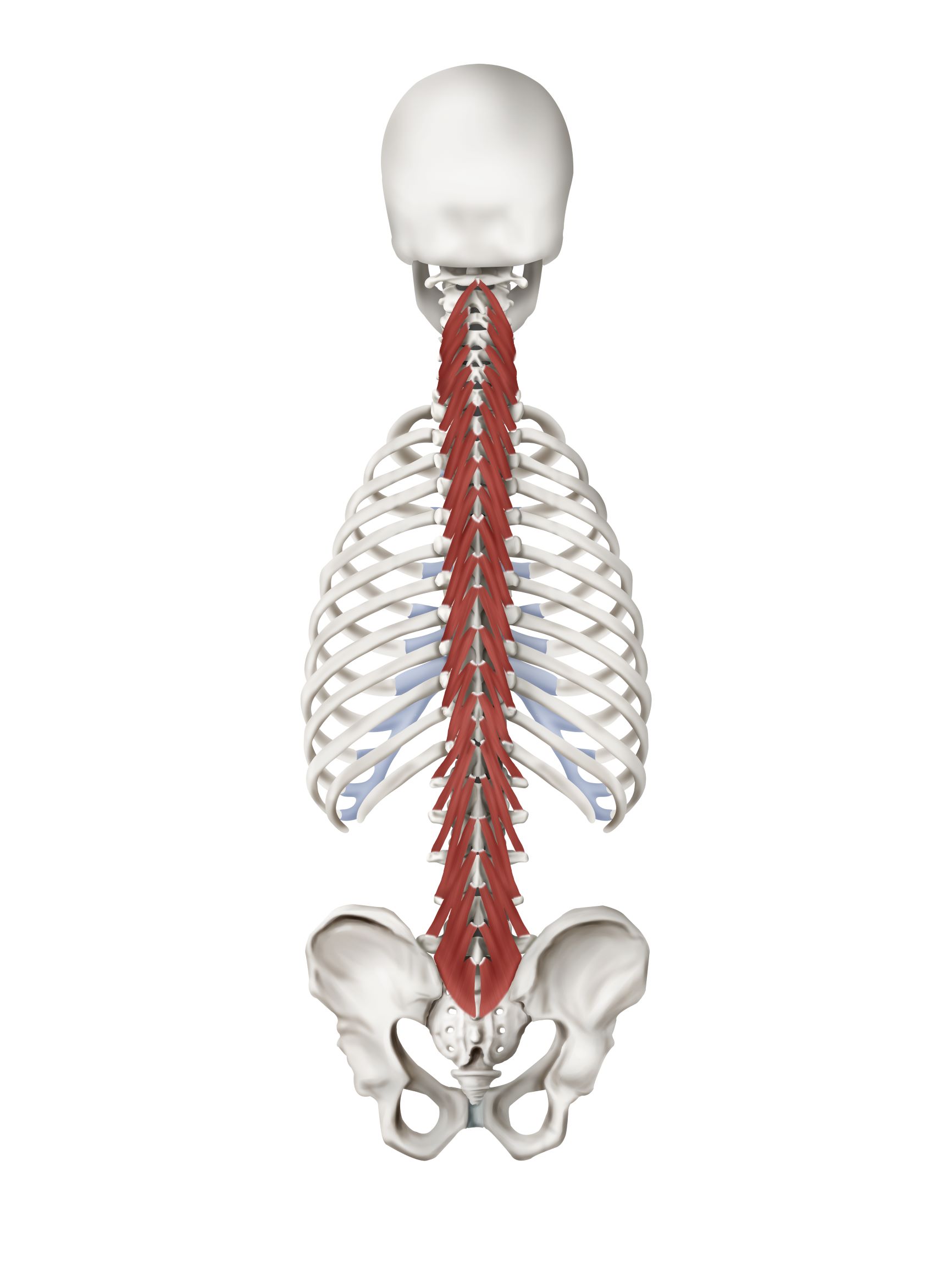 Our Core: Tensegrity and Spinal Stabilization - IPA Physio