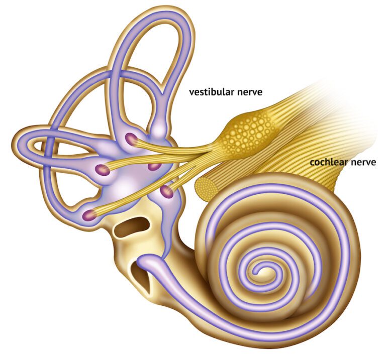 Dizziness and the Vestibular System - IPA Physio