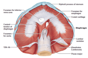 Diaphragmatic Breathing: Benefits, Techniques, and Health Impacts